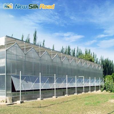 China NSR Venlo Type Multi-Span Agricultural Polycarbonate Greenhouse with 6-12m Spans and 1.2kN Wind Load Capacity for sale