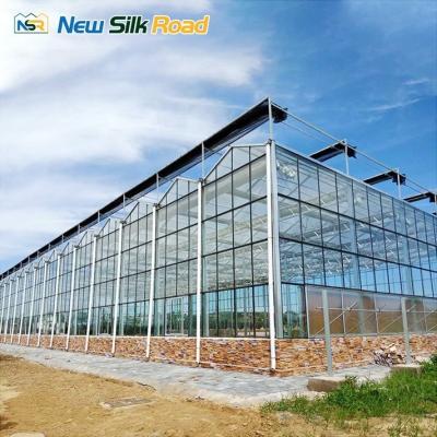 China NSR Venlo Multi-Span Glass Greenhouse with 6-12m Spans and Hot-Dip Galvanized Steel Frame for sale