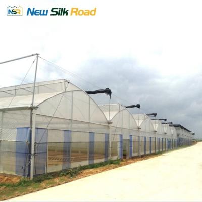 China Sawtooth Multi-Span Agricultural Film Greenhouse 8m-12m Span with 0.6kN Wind Load and Hot-Dip Galvanized Steel Frame for sale