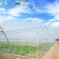 China Single Span Plastic Film Greenhouse 5-12m Span with 20-Year Galvanized Frame for Strawberry Farming for sale