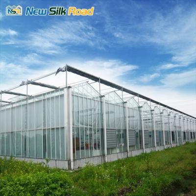 China Venlo Type Multi-Span Glass Greenhouse 6m-12m Span with Hot-Dip Galvanized Steel Frame and 4-5mm Tempered Glass for sale