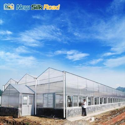 China Venlo Type Multi-Span Polycarbonate Greenhouse 6-12m Span with 1.2kN Wind Load for Agricultural Use for sale