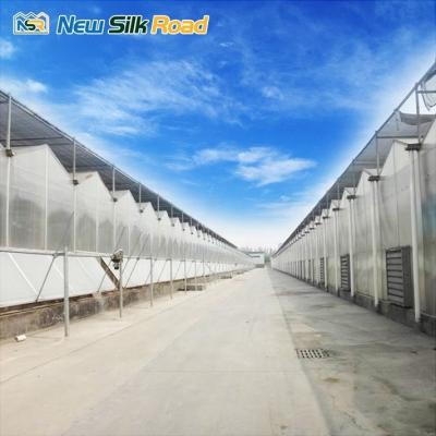China NSR Venlo Type Multi-Span Agricultural Polycarbonate Greenhouse 6m-12m Span with 1.2kN Wind Load for sale