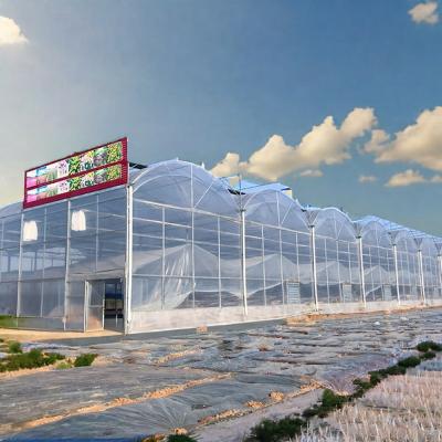 China Double Arch Multi-Span Agricultural Film Greenhouse 8m-12m Span with 0.8 kn/㎡ Snow Load for Cold Climate Farming for sale
