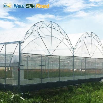 China Double Arch Multi-Span Agricultural Greenhouse 6-12m Span with Hot Dip Galvanized Steel Frame for Cold Climate Farming for sale