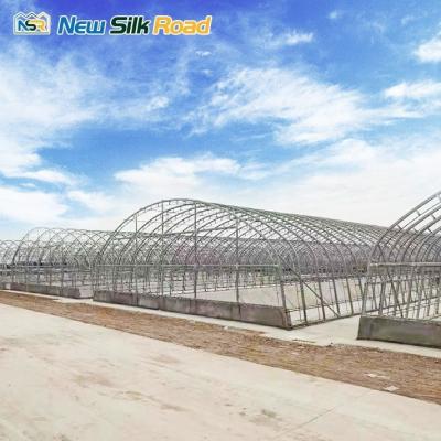 China PE Plastic Film Galvanized Steel Greenhouse 8m Span 20m Length with 20-Year Frame Life for Vegetable Cultivation for sale