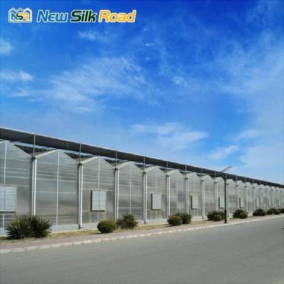 China NSR Venlo Type Multi-Span Polycarbonate Greenhouse 6m-12m Span with 1.2kn Wind Load for Agricultural Use for sale