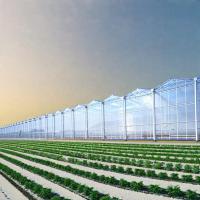 China NSR Venlo Type Multi-Span Agricultural Polycarbonate Greenhouse 6-12m Span 4-20mm Thickness Hot-Dip Galvanized Steel Structure for sale