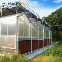 China NSR Venlo Type Multi-Span Agricultural Polycarbonate Greenhouse 6-12m Span 4-20mm Thickness Hot-Dip Galvanized Steel Structure for sale
