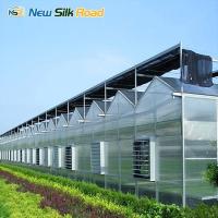 China NSR Venlo Type Multi-Span Agricultural Polycarbonate Greenhouse 6-12m Span 4-20mm Thickness Hot-Dip Galvanized Steel Structure for sale