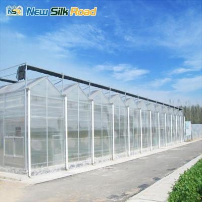 China Venlo Multi Span Polycarbonate Greenhouse 6m 12m Hot Galvanized Steel Frame for Agriculture for sale