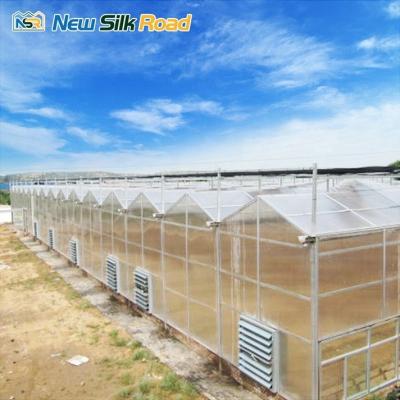 China Hot Dip Galvanized Steel Venlo Multi Span Polycarbonate Greenhouse 6m 12m for sale