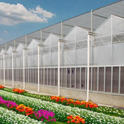 China Venlo Type Multi-Span Polycarbonate Greenhouse 6m Span 4m Shoulder Height for Agriculture for sale