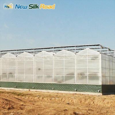 China Venlo Multi-Span Polycarbonate Greenhouse 9.6m Span for Commercial Vegetable Cultivation for sale
