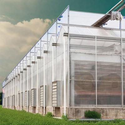 China Venlo Multi Span Polycarbonate Greenhouse 6mm 8m Span Agricultural Kit for sale