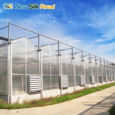 China Venlo Multi Span Polycarbonate Greenhouse 10mm Transparent Sheet for Agriculture for sale