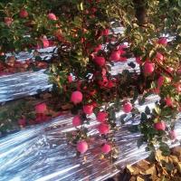 China Metalized PE CPP BOPP Printing Film For Reflective Agriculture And Printing Packaging for sale