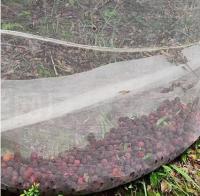 China Plastic bird-proof net PE enlarged thickened greenhouse agricultural breeding net vineyard insect-proof net for sale
