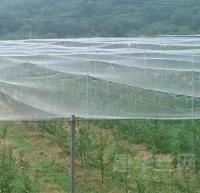 China Plastic bird-proof net PE enlarged thickened greenhouse agricultural breeding net vineyard insect-proof net for sale