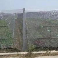 China Good Bird Insect Protection Net Hail Proof Net White Anti Bee Net for Tree Crop Protection for sale