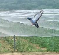 China 40 50 60 Mesh 125g Agriculture Greenhouse Anti Insect Net With Acceptable Printing for sale
