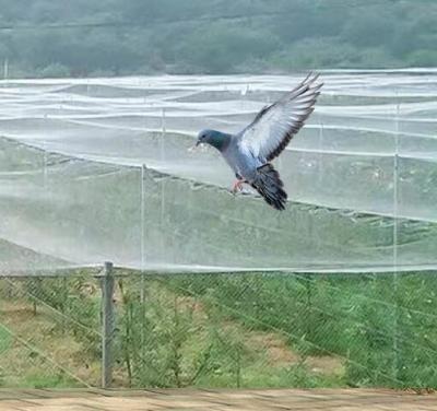 China 40 50 60 Mesh 125g Agriculture Greenhouse Anti Insect Net With Acceptable Printing for sale