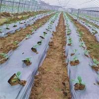 China Agriculture  Mulch Film for Weed Restain Soil Temperature and Moisture Retention V6 for sale