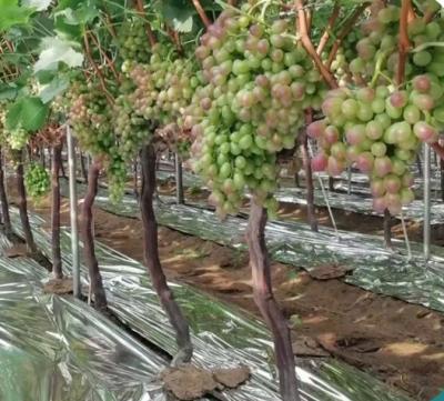 China Silver aluminum-coated 12mic PE agricultural film, agricultural reflective film, apple tree silver reflective film for sale