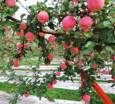 China Soft 12mic PE metalized film for apples and grape, fruit reflective film for sale