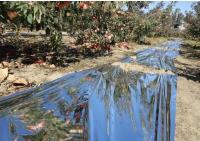China Apple Tree Greenhouse 12 Micron Agriculture Film Biodegradable for sale