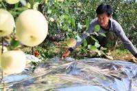 China Apple Tree Greenhouse 12 Micron Agriculture Film Biodegradable for sale