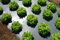 China Green Thickness 12um Metalized PE Film Keep Soil Warm for sale