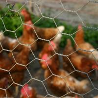 China Galvanized Hexagonal Wire Netting Chicken Mesh 3/8