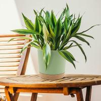China Plastic Green Plant Pots 6 Inch with Drainage Holes and Removable Base for Indoor Plants for sale