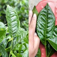 China Dry and ventilated Dark Chinese Tea Health Natural weight loss for sale