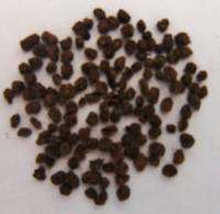 China Early Spring Lapsang Souchong Organic Black Teas For Strong Bones / Detoxify for sale