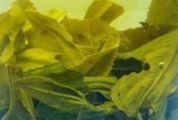 China Hand Made Organic Roasted Green Tea 41022 With USDA Certificate for sale