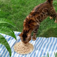 China Give Your Cat the Best Nutrition with High Protein Cats Raw Meat for sale