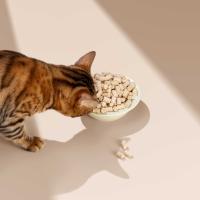 China Small Pack Pet Food The Ultimate Choice for Small Pets Well-Being and Happiness for sale