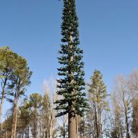 China 10 20 30 40 50 60 70 80 M Hot Dipped Galvanized Camouflaged Pole Palm / Pine Micro Fake Cell Tower Trees 10 20 30 40 50 60 70 80 M for sale