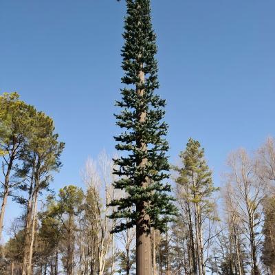 China Communication Monopole Fake Pine Tree Cell Tower ASTM A36 A572 Gr50 Cell Tower Disguised As Tree for sale