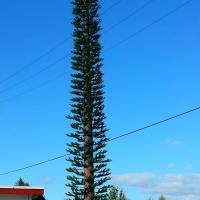 China Communication Monopole Fake Pine Tree Cell Tower ASTM A36 A572 Gr50 Cell Tower Disguised As Tree for sale