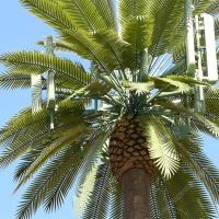 China 10 20 30 40m Camouflaged Cell Towers Telecommunication Monopole Pine Tree Cell Tower for sale