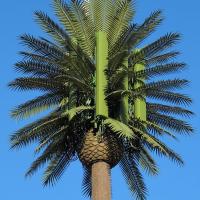 China 10 20 30 M Palm Tree Fake Tree Cell Tower Camouflaged Telecommunication  5-80M for sale
