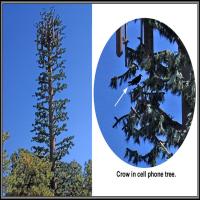 China Disguised Tree Antenna Tower Weatherproof Steel 20m WiFi Signal Residential Areas Stealth for sale