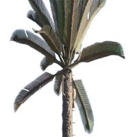 China 60M Bionic Coconut Tree Camouflaged Galvanized Steel Monopole 5G Wifi Telecom Communication Antenna Tower for sale