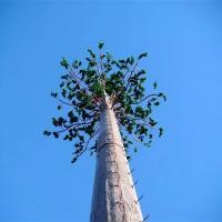China 40M Bionic Tree Tower with artificial trunks branches and leaves made from high strength plastics and fiberglass materials for sale