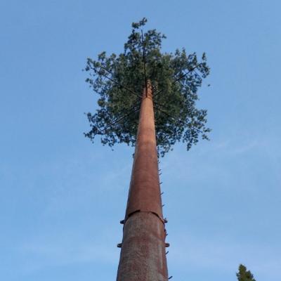China 36M Bionic Tree Tower featuring modular components and hidden cable management systems for clean and telecom equipment installation for sale