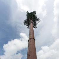 China 36M Bionic Tree Tower featuring durable fiberglass artificial trunks branches and leaves with hidden platforms for 5G antennas and environmental sensors for sale