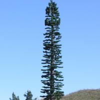 China Bionic Tree Tower artificial with steel grades Q235B Q235C Q235D and Q355B Q355C Q355D for robust construction for sale